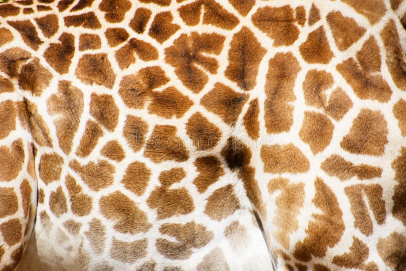 Giraffe Fur Texture 1 - Fine Detail Stock Photo - Image of pattern ...