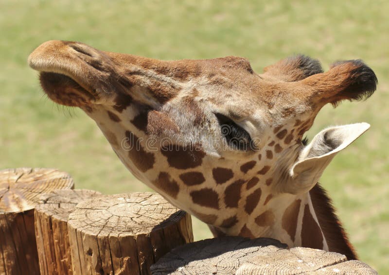 Giraffe Lifts Stock Photos - Free & Royalty-Free Stock Photos from ...