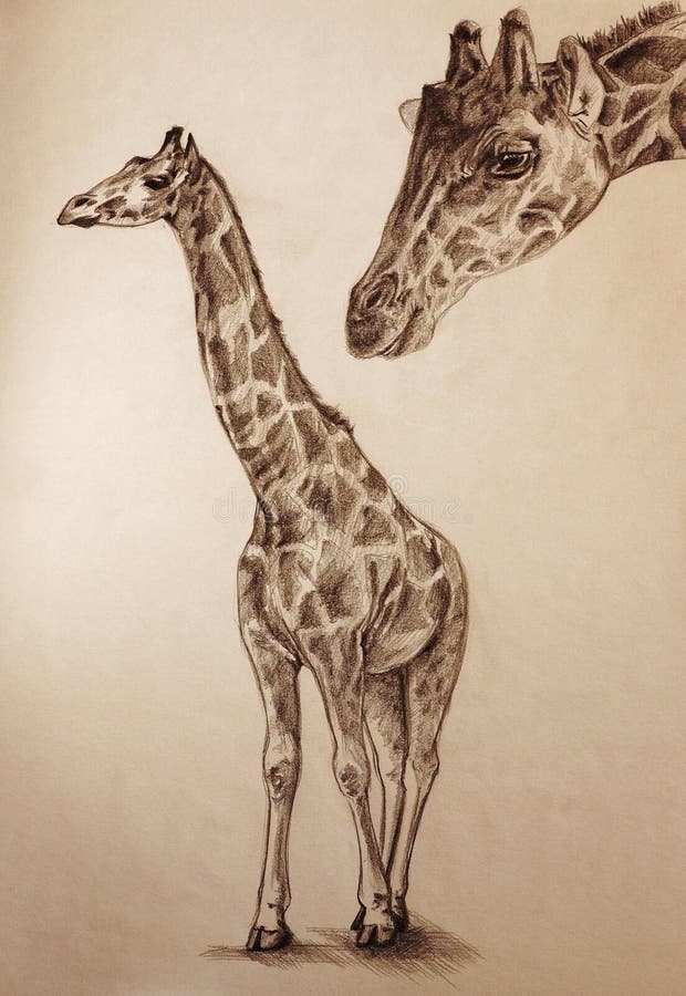 Giraffe Pencil Drawing with Paper Texture Stock Illustration ...