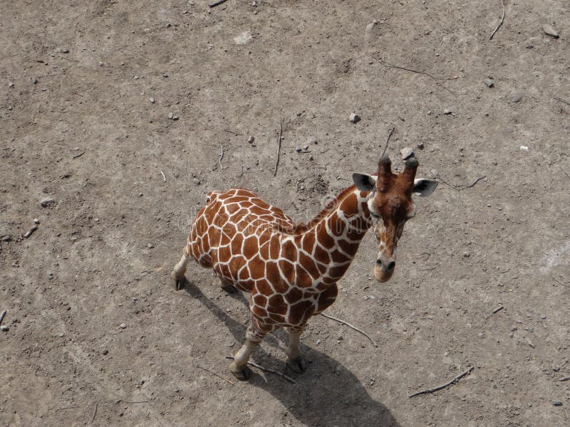 Giraffe perspective stock photo. Image of comical, perspective - 39298814