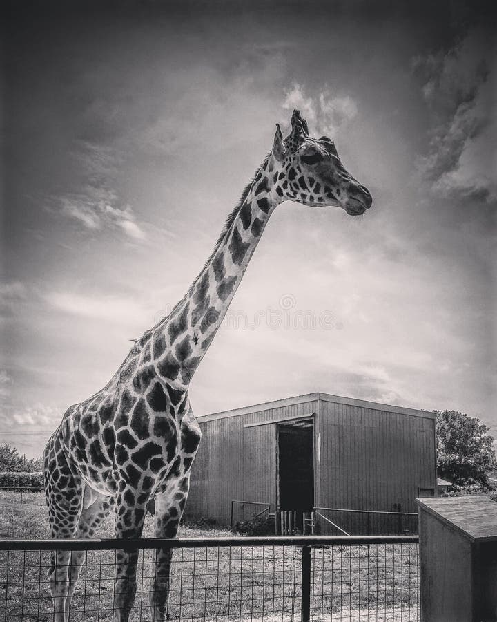 Giraffe perspective stock photo. Image of comical, perspective - 39298814