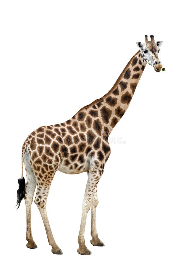 Front view giraffe stock image. Image of animal, head, offspring - 706515