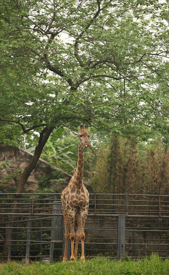 Giraffe stock image. Image of camelopardalis, china, giraffa - 61410713