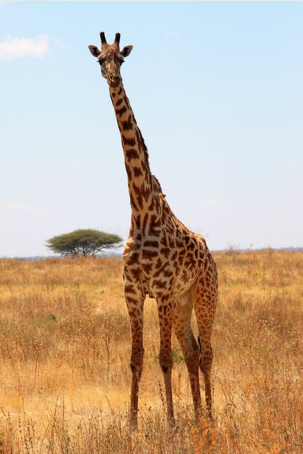 Giraffe in plain savanna stock image. Image of habitat - 10211769
