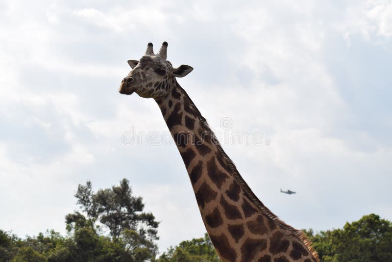Giraffe with plane stock photo. Image of cape, looking - 75092366