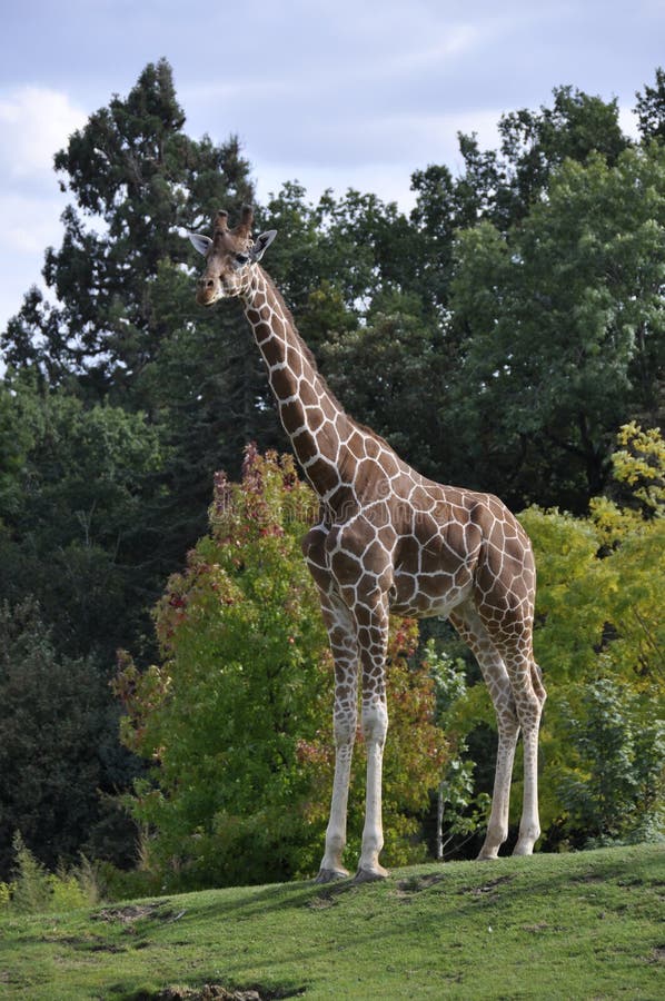 Giraffe portrait stock image. Image of environment, patches - 11281505