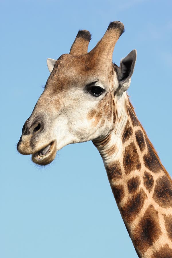412 Giraffe Teeth Stock Photos - Free & Royalty-Free Stock Photos from ...