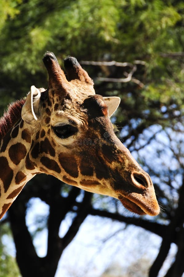 Giraffe Portrait stock photo. Image of giraffe, captivity - 12976924