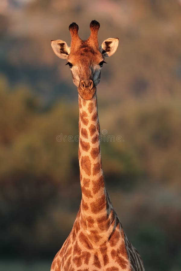Giraffe portrait stock image. Image of curious, animal - 14905351