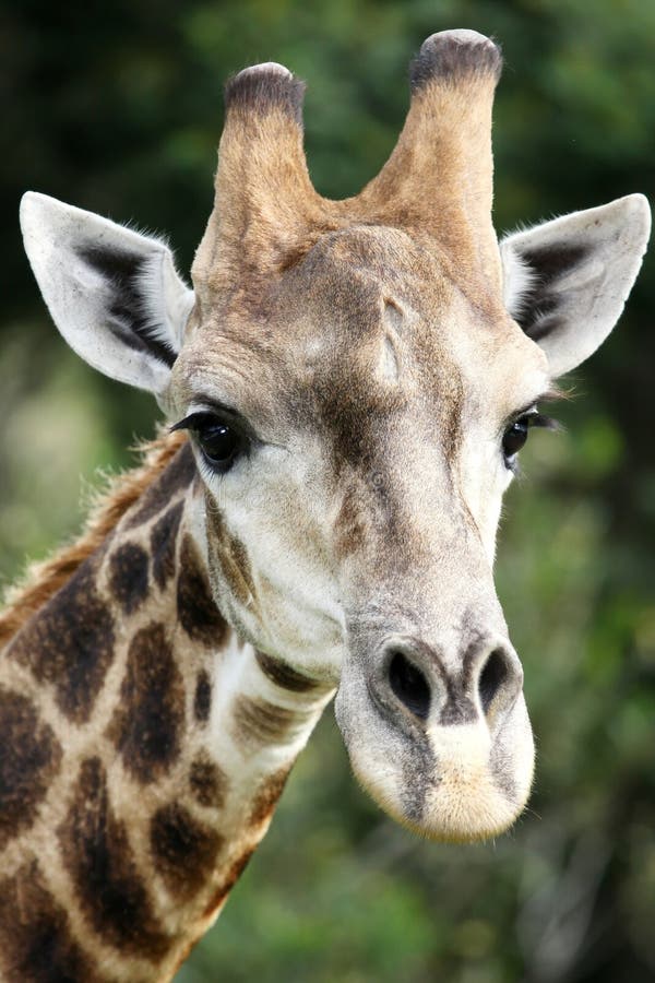 Giraffe Portrait stock photo. Image of cute, ruminant - 17017844