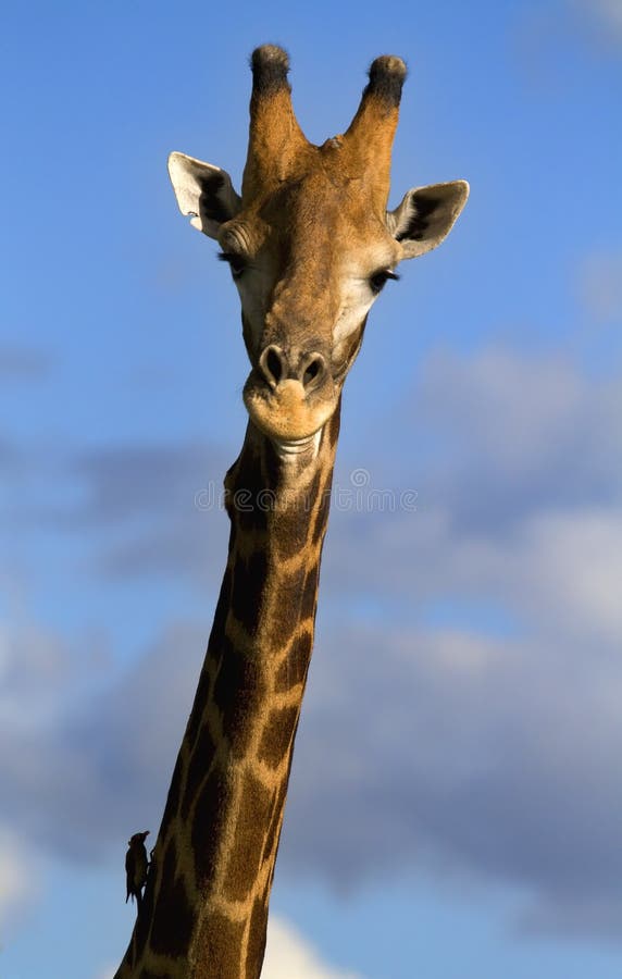 Close-up of a Curious Giraffe Over Blue Sky Stock Image - Image of ...