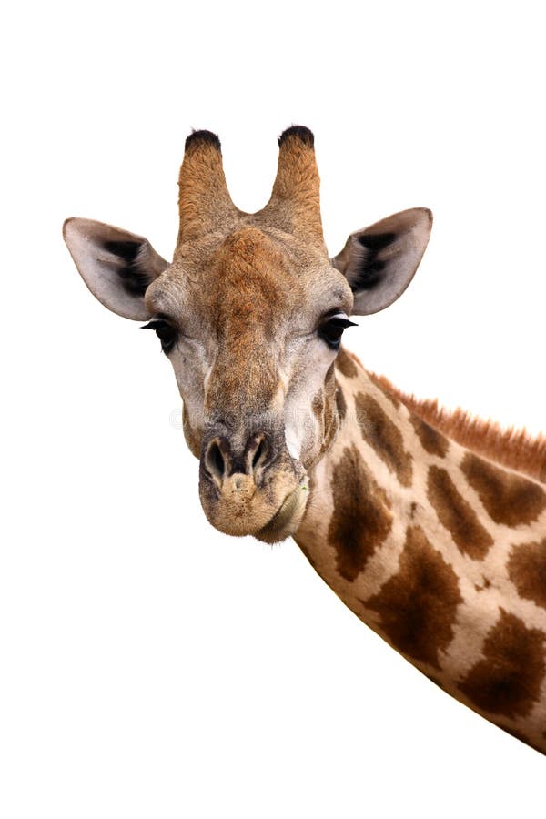 Giraffe portrait stock photo. Image of white, giraffa - 8814992
