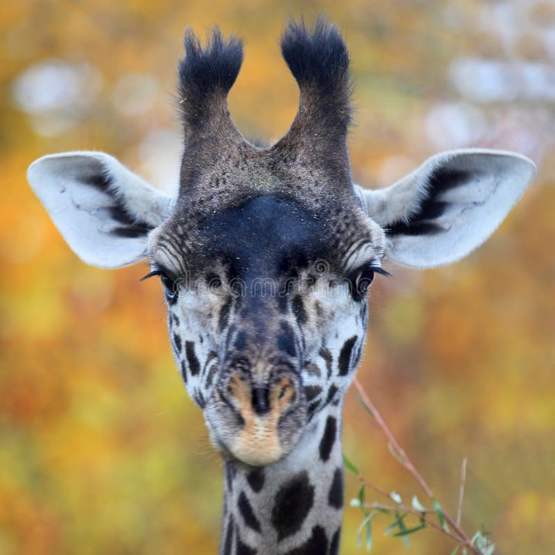 Giraffe portrait stock photo. Image of lovely, yellow - 47831844