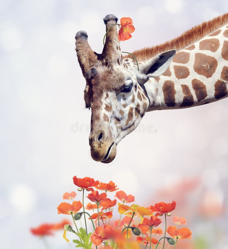 Giraffe Portrait and Flowers Stock Image - Image of tall, nature: 66413365