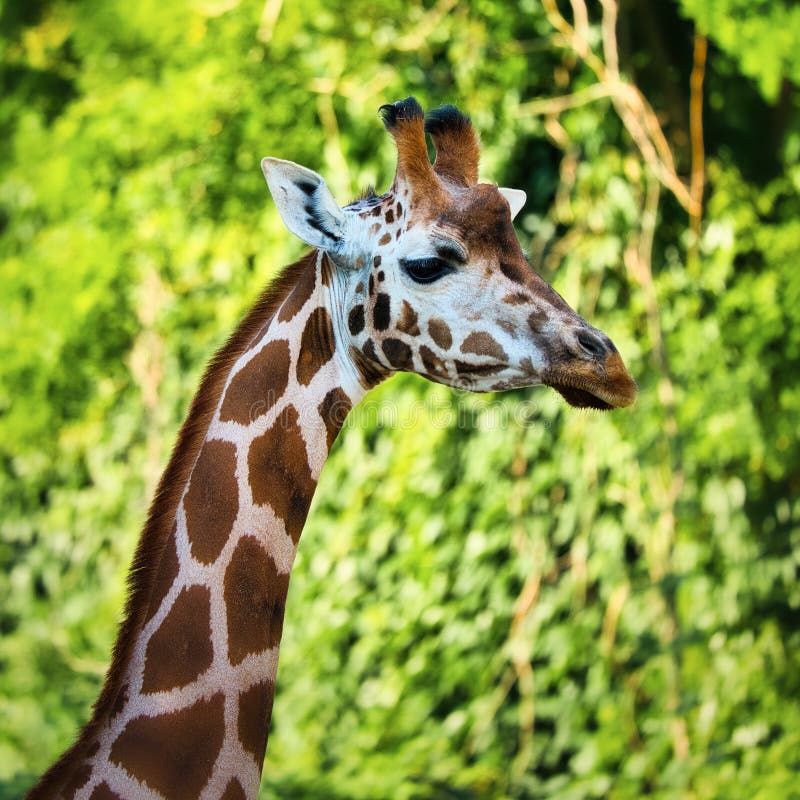 Giraffe Portrait in the Forest Stock Image - Image of green, forest ...