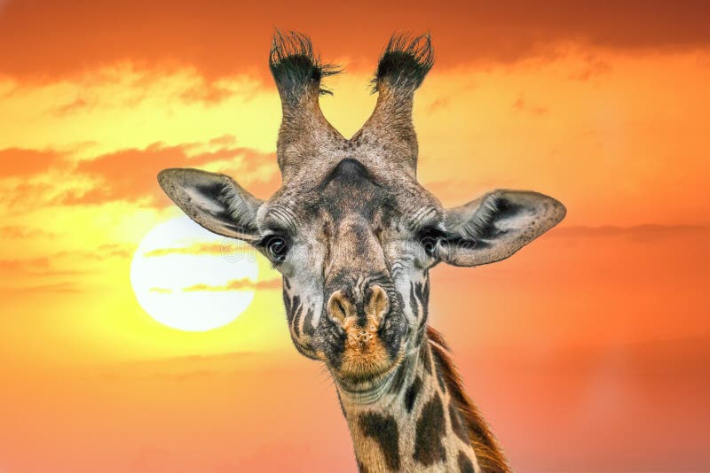 Giraffe Portrait in Front of Beautiful Sunset Stock Image - Image of ...