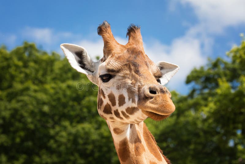 646 Front View Giraffe Stock Photos - Free & Royalty-Free Stock Photos ...