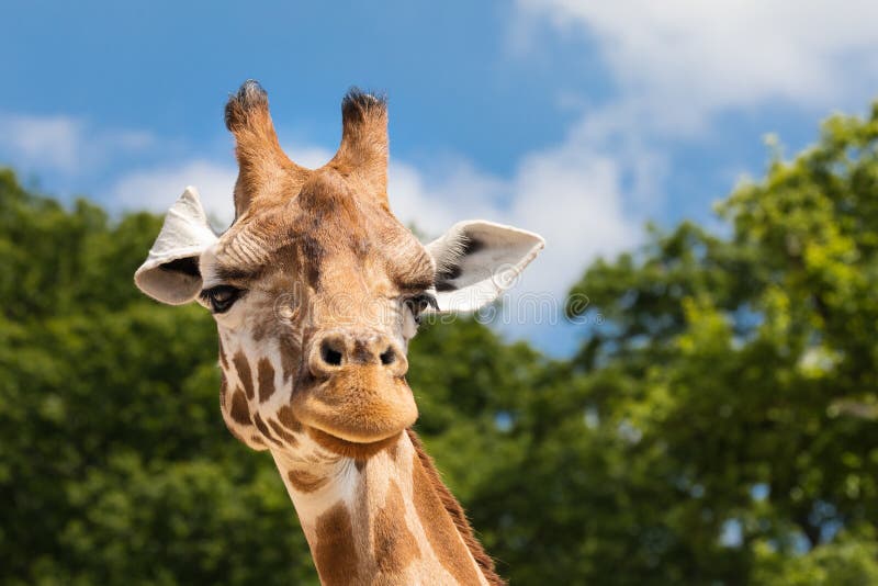 Giraffe Portrait Front View Stock Image - Image of neck, herbivore ...