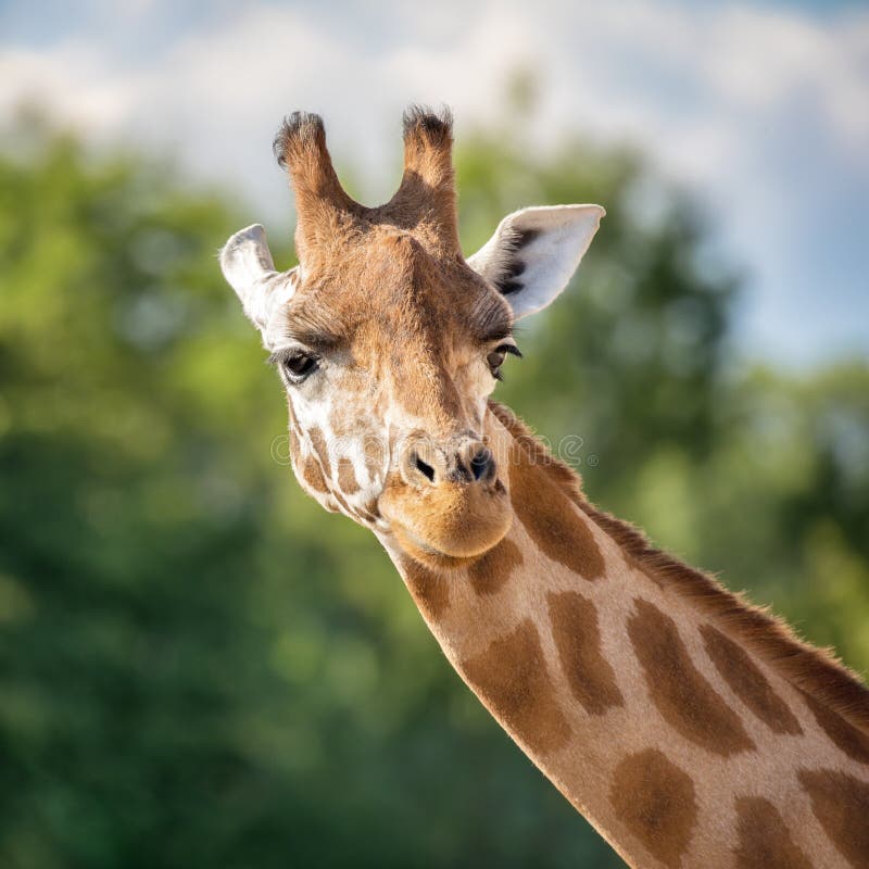 646 Front View Giraffe Stock Photos - Free & Royalty-Free Stock Photos ...