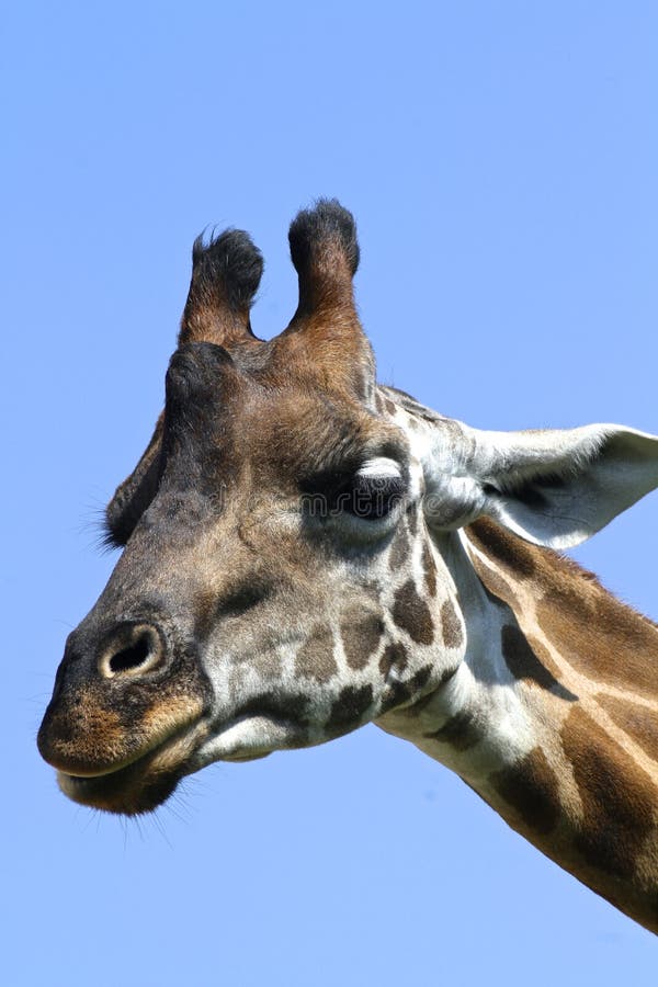 Giraffe portrait stock photo. Image of mammal, greeting - 33796858