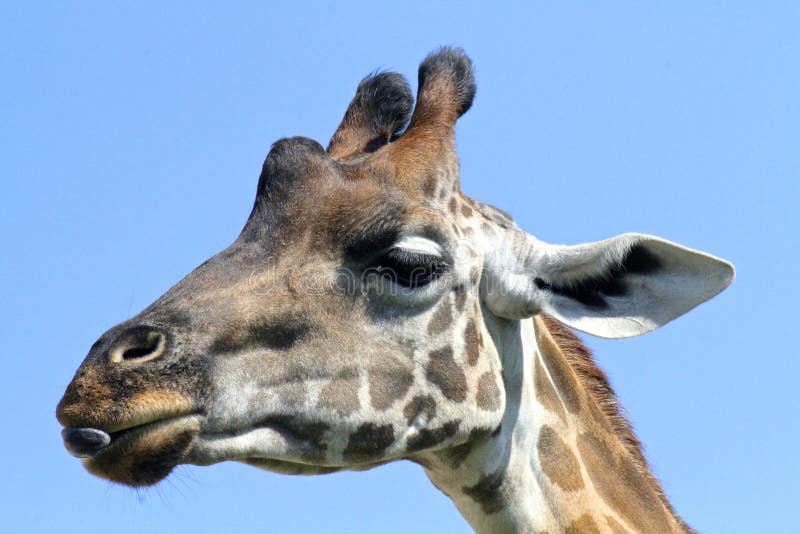 Giraffe portrait stock photo. Image of happy, africa - 33797234