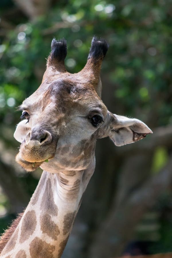 Giraffe portrait stock image. Image of neck, trees, quizzical - 47578505