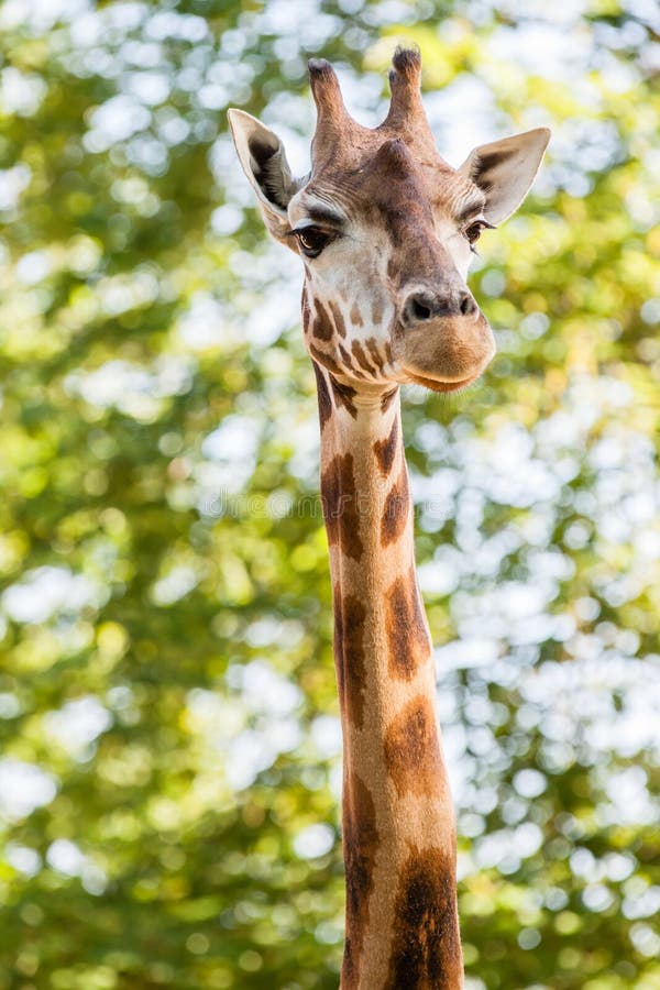 Long giraffe neck stock photo. Image of wildlife, nature - 6228136