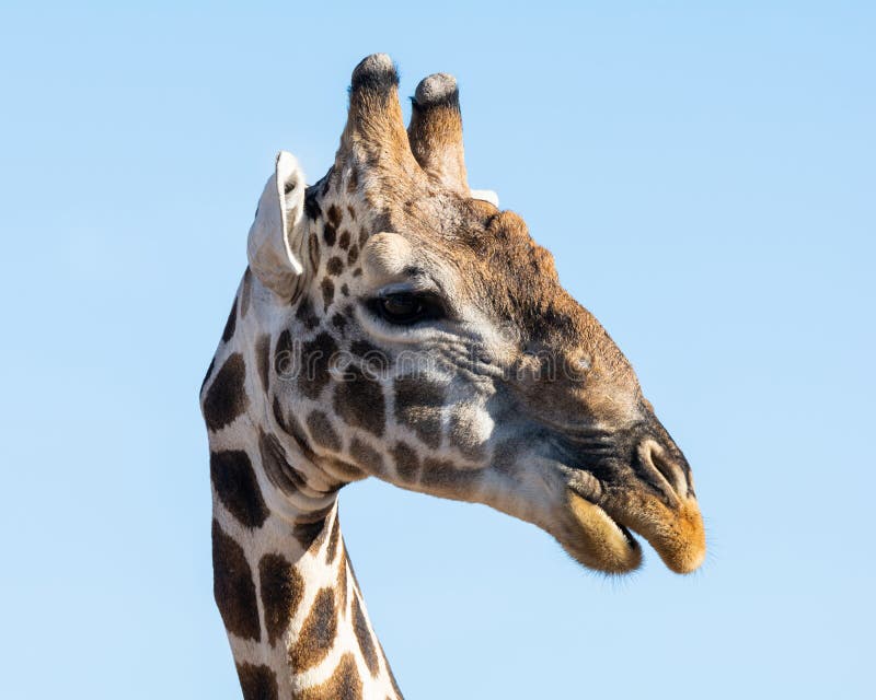 Giraffe Portrait foto de stock. Imagem de chifre, animais - 157828890