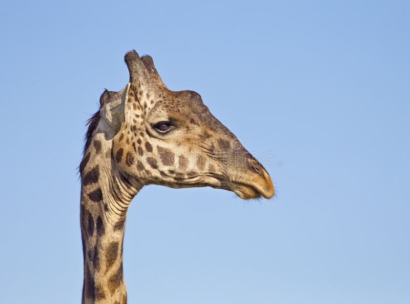 Giraffe lips stock image. Image of neck, giraffes, african - 138739433
