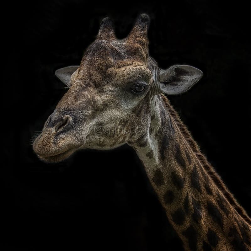 Giraffe portrait stock image. Image of tanzania, brown - 95217925