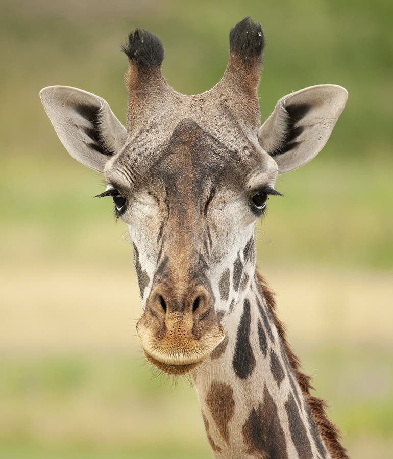 Giraffe portrait stock photo. Image of giraffe, herbavore - 301146988