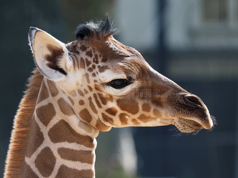 A Giraffe Head Portrait, Wildlife Stock Image - Image of face, nose ...