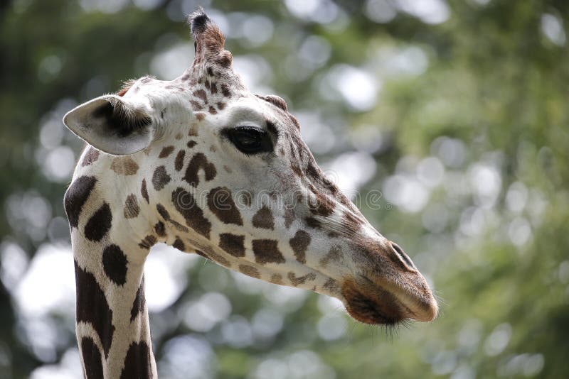 Giraffe stock image. Image of giraffidae, wildlife, wildanimal - 89629965