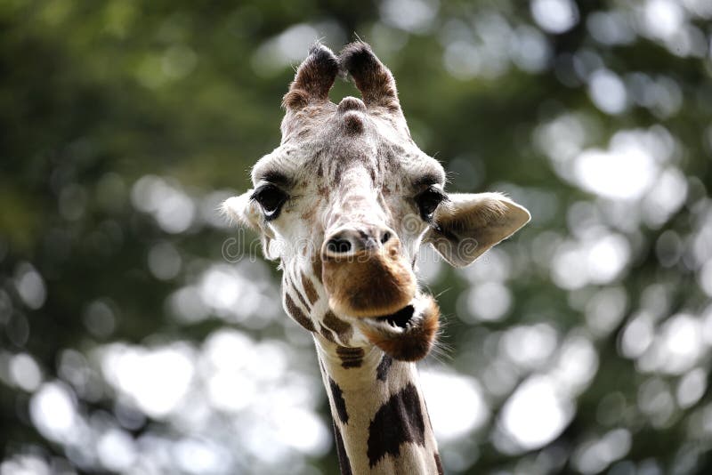 Giraffe stock photo. Image of giraffidae, tropical, wildlife - 89630004