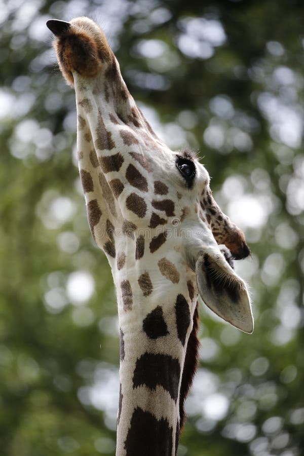 Giraffe stock photo. Image of tropical, snout, wild, nature - 89630118