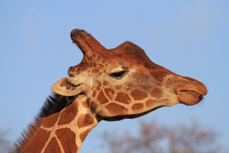 Giraffe Profile stock photo. Image of africa, rare, park - 17112694