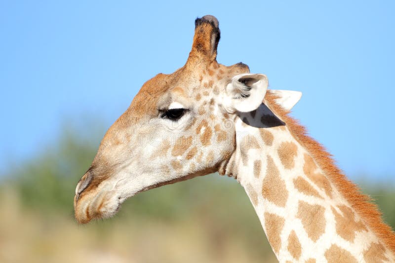 Giraffe profile stock photo. Image of mammals, african - 19192960