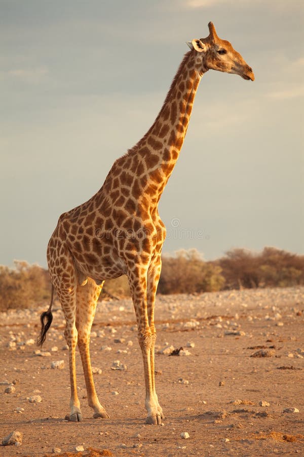 81+ Giraffe profile Free Stock Photos - StockFreeImages