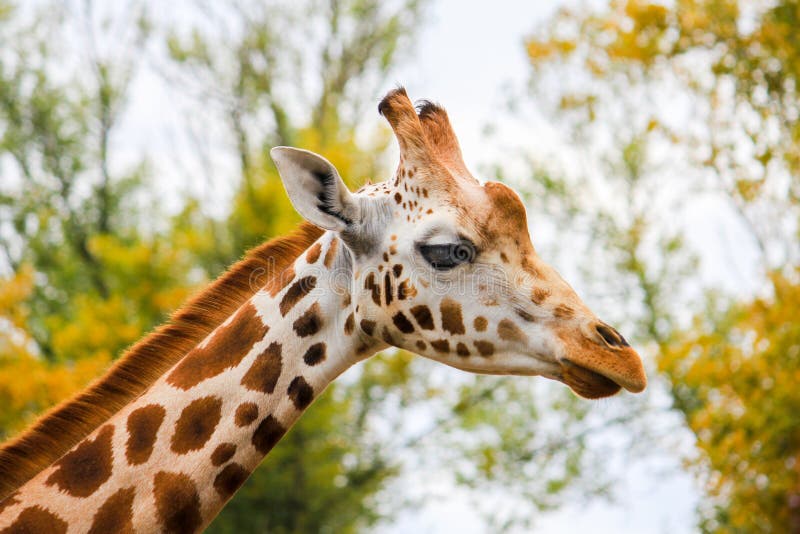 Giraffe Profile in Front of Trees Stock Image - Image of profile ...