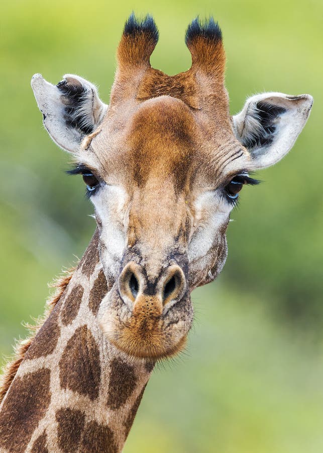 Giraffe Profile stock image. Image of green, colour - 148753349