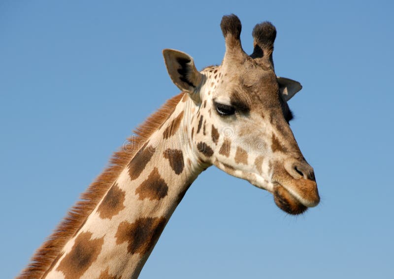 Giraffe profile stock photo. Image of savanna, closeup - 86263912