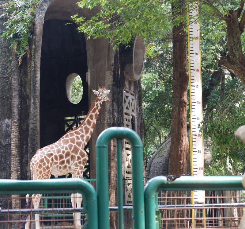 Ragunan Zoo Jakarta stock image. Image of ragunan, jungle - 318761533