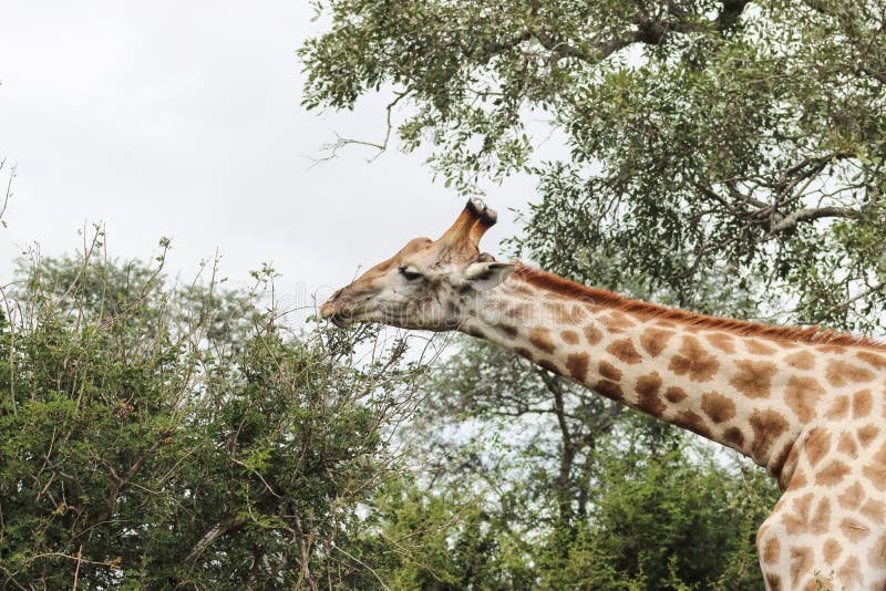 Giraffe reaching for leafs stock photo. Image of african - 79282966