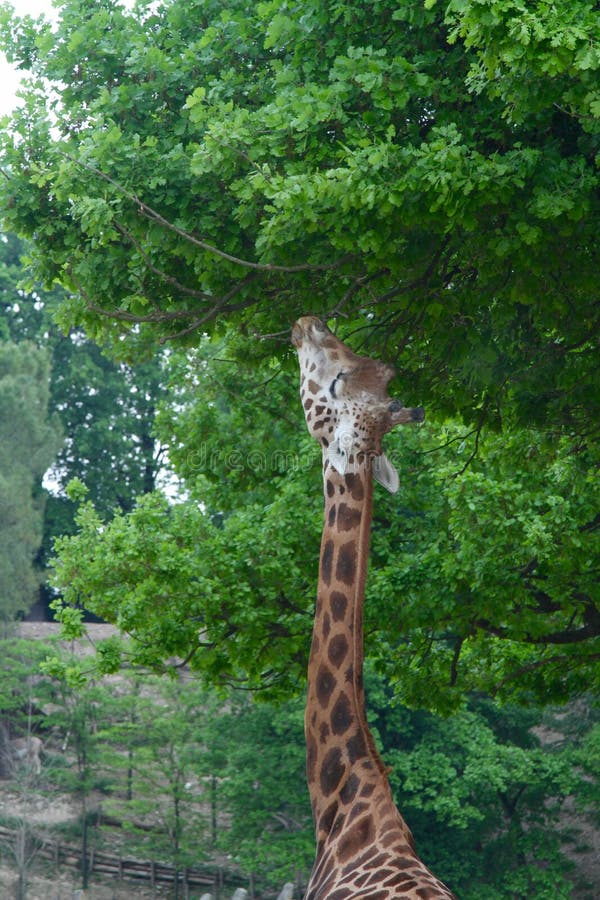 Giraffe Reaching To Eat Leaves Stock Photo - Image of taller, alone ...