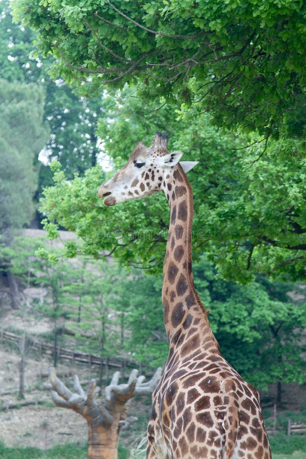 Giraffe Reaching To Eat Leaves Stock Photo - Image of taller, alone ...