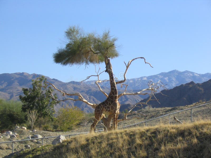 Giraffe Reaching With Tongue Picture. Image: 1963651