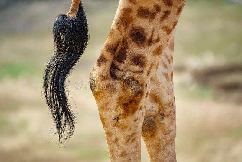 157 Giraffe Rear Stock Photos - Free & Royalty-Free Stock Photos from ...