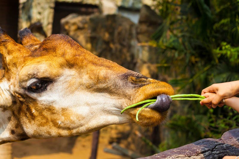 The Giraffe received food stock photo. Image of human - 29512876