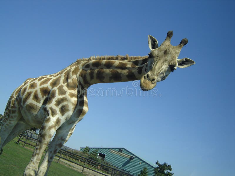 Girafe Regardant La Caméra Avec La Grimace Sur Le Visage Photo stock ...
