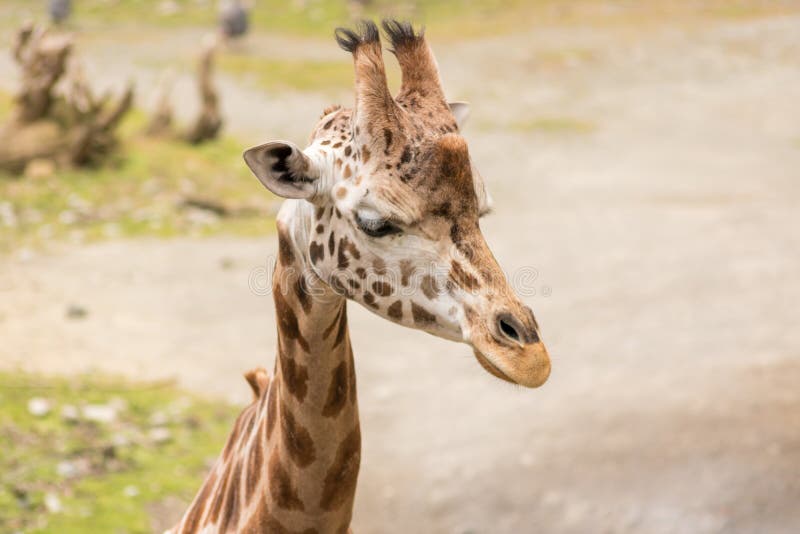 Giraffe Head stock photo. Image of skin, spotted, spring - 102595690